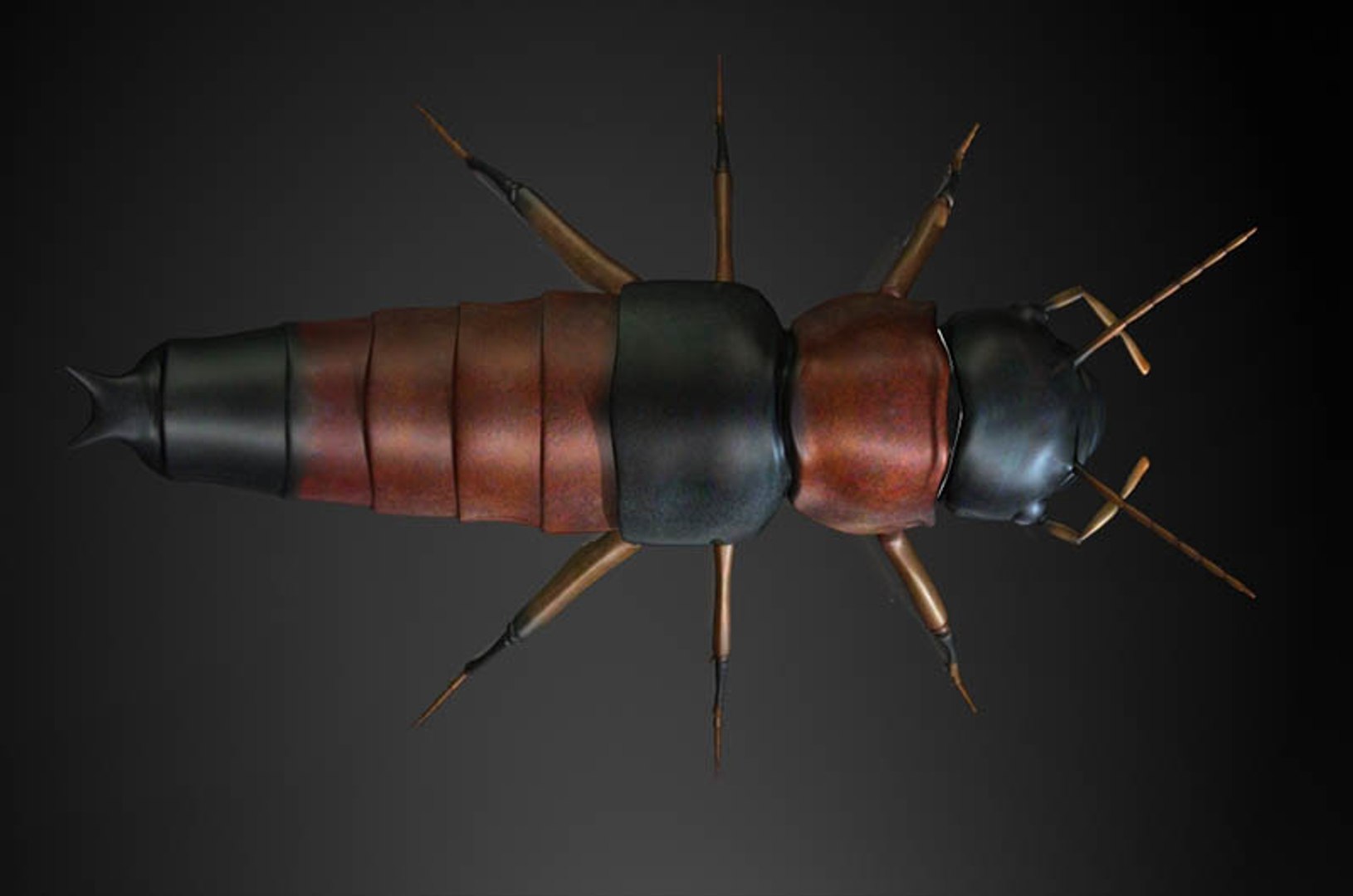 Rove Beetle Staphylinidae Model - TurboSquid 1327075