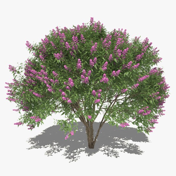 Lilac 3D Models for Download | TurboSquid