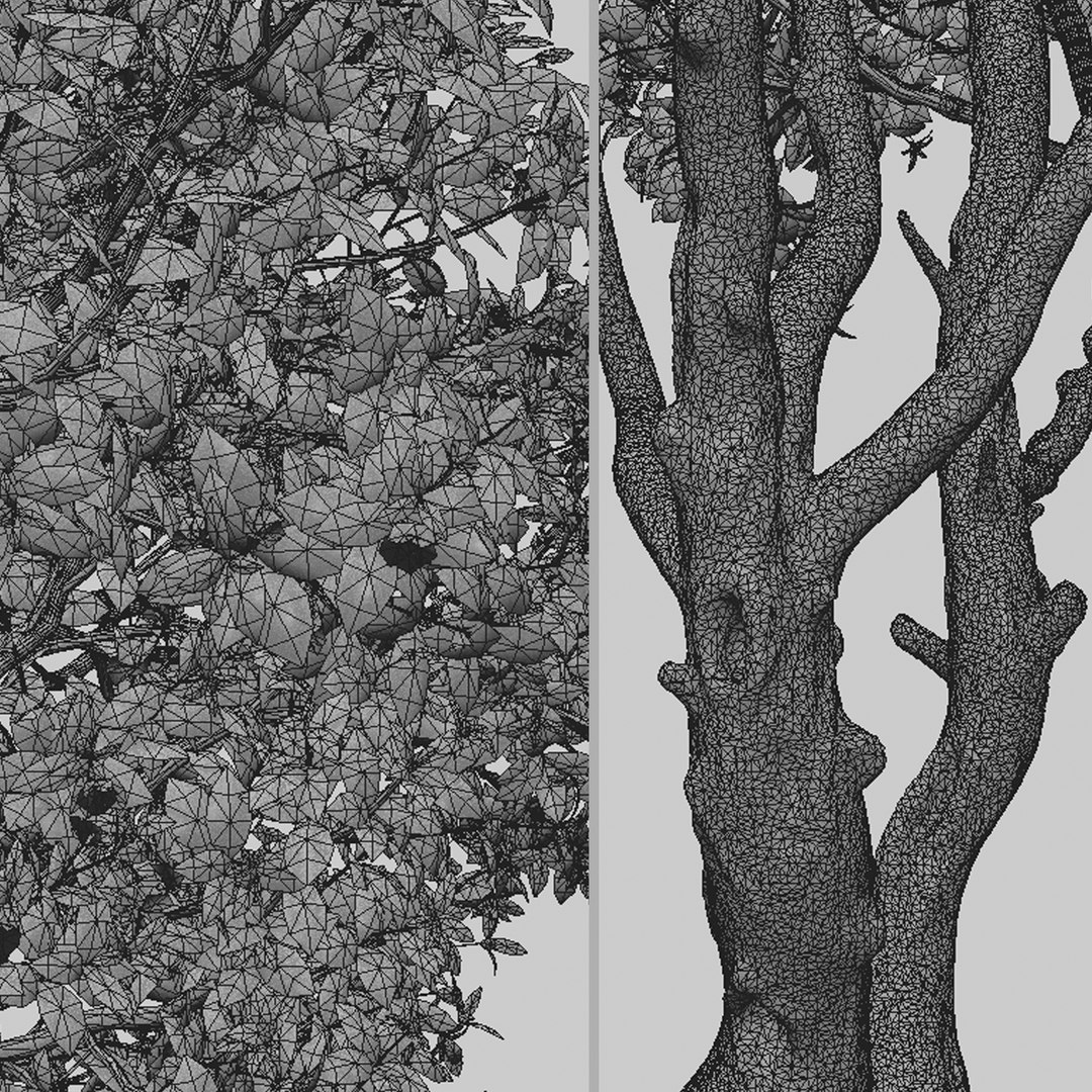 Set Of Jatropha Integerrima Or Peregrina Tree - 2 Trees Model - TurboSquid 2000689