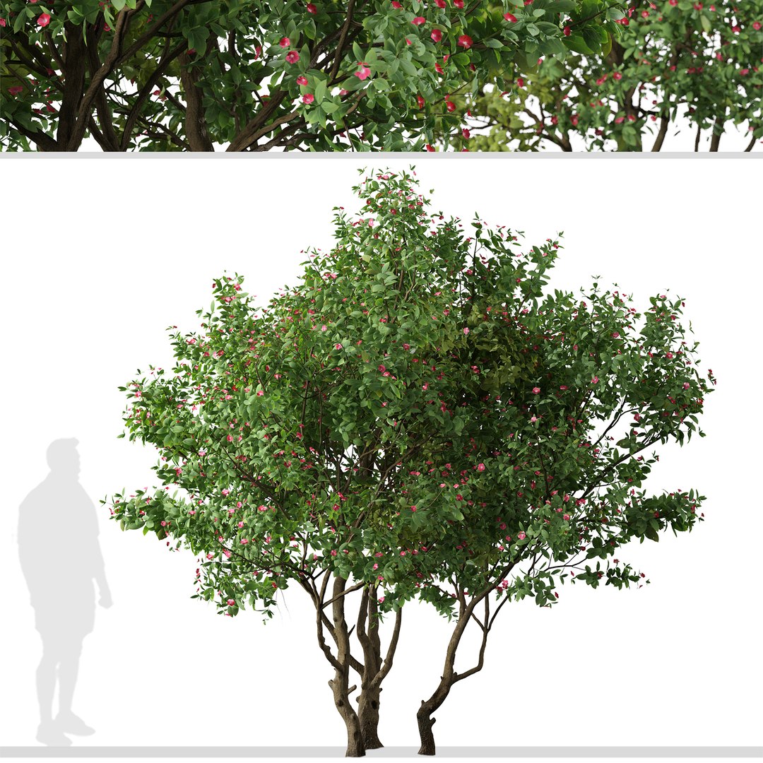 Set Of Jatropha Integerrima Or Peregrina Tree - 2 Trees Model ...