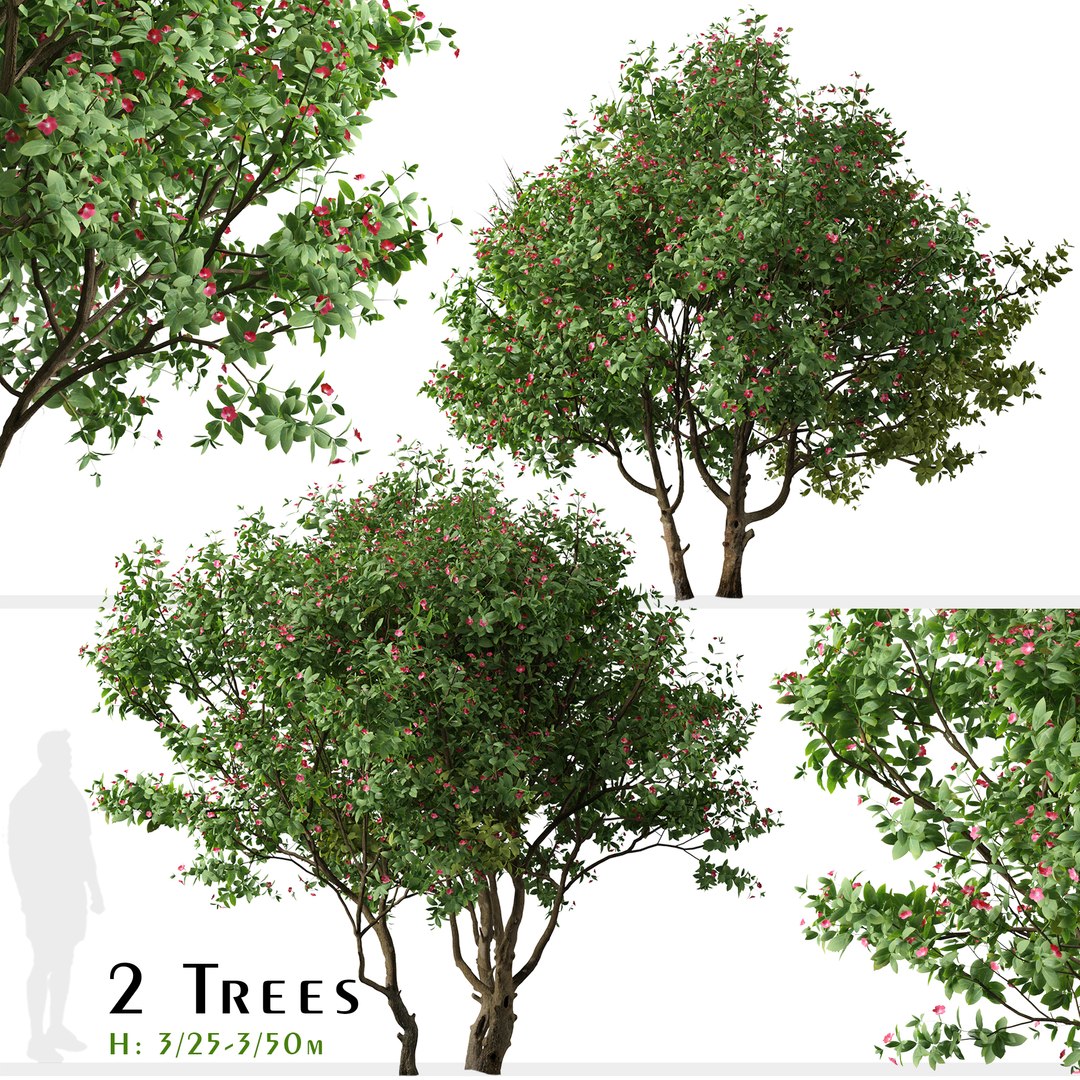 Set Of Jatropha Integerrima Or Peregrina Tree - 2 Trees Model ...