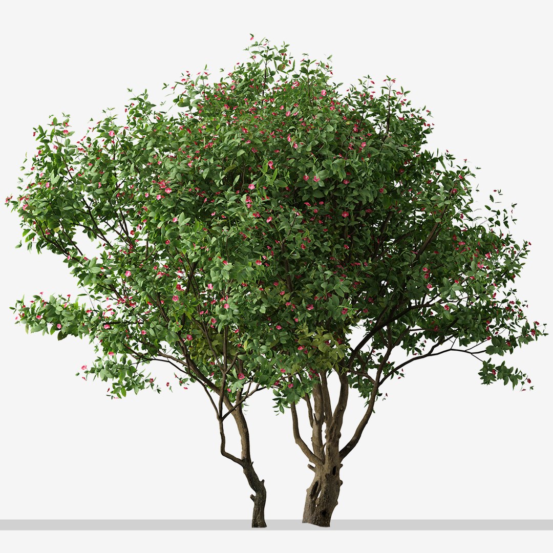 Set Of Jatropha Integerrima Or Peregrina Tree - 2 Trees Model ...