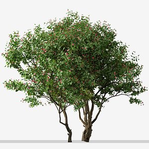 3D Set Of Rhus Chinensis Or Chinese Sumac Trees - 2 Trees - TurboSquid ...