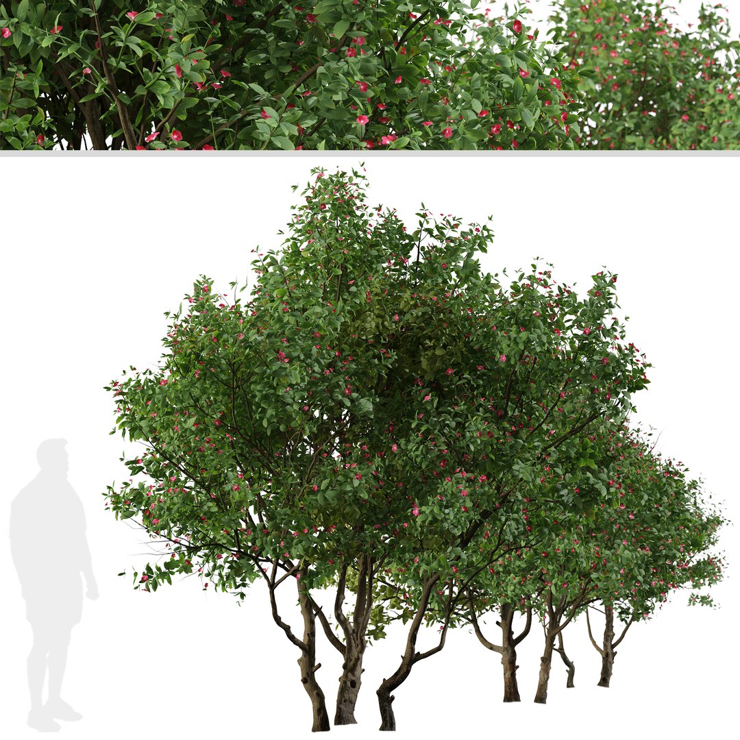 Set Of Jatropha Integerrima Or Peregrina Tree - 2 Trees Model ...