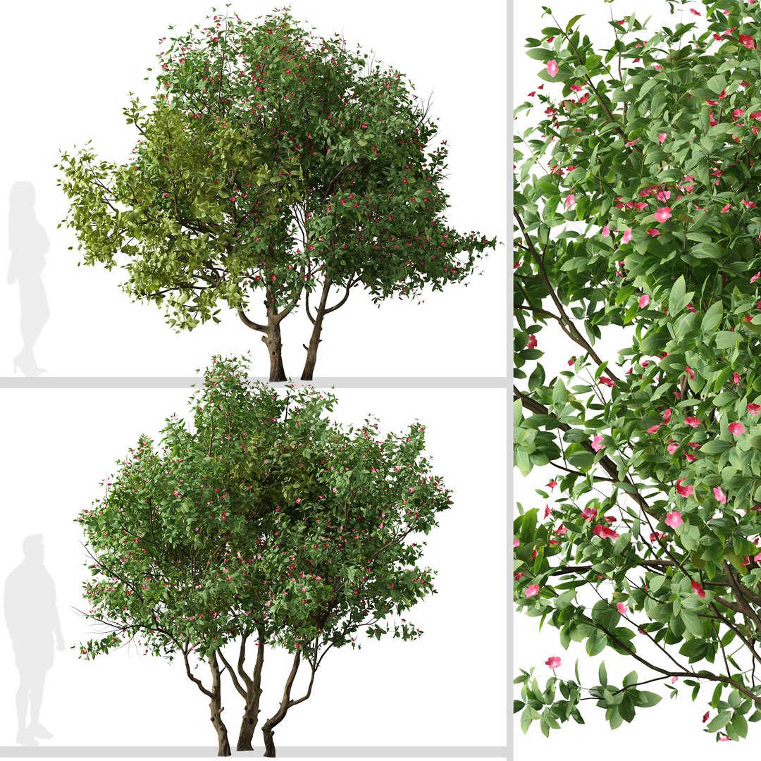 Set Of Jatropha Integerrima Or Peregrina Tree - 2 Trees Model ...