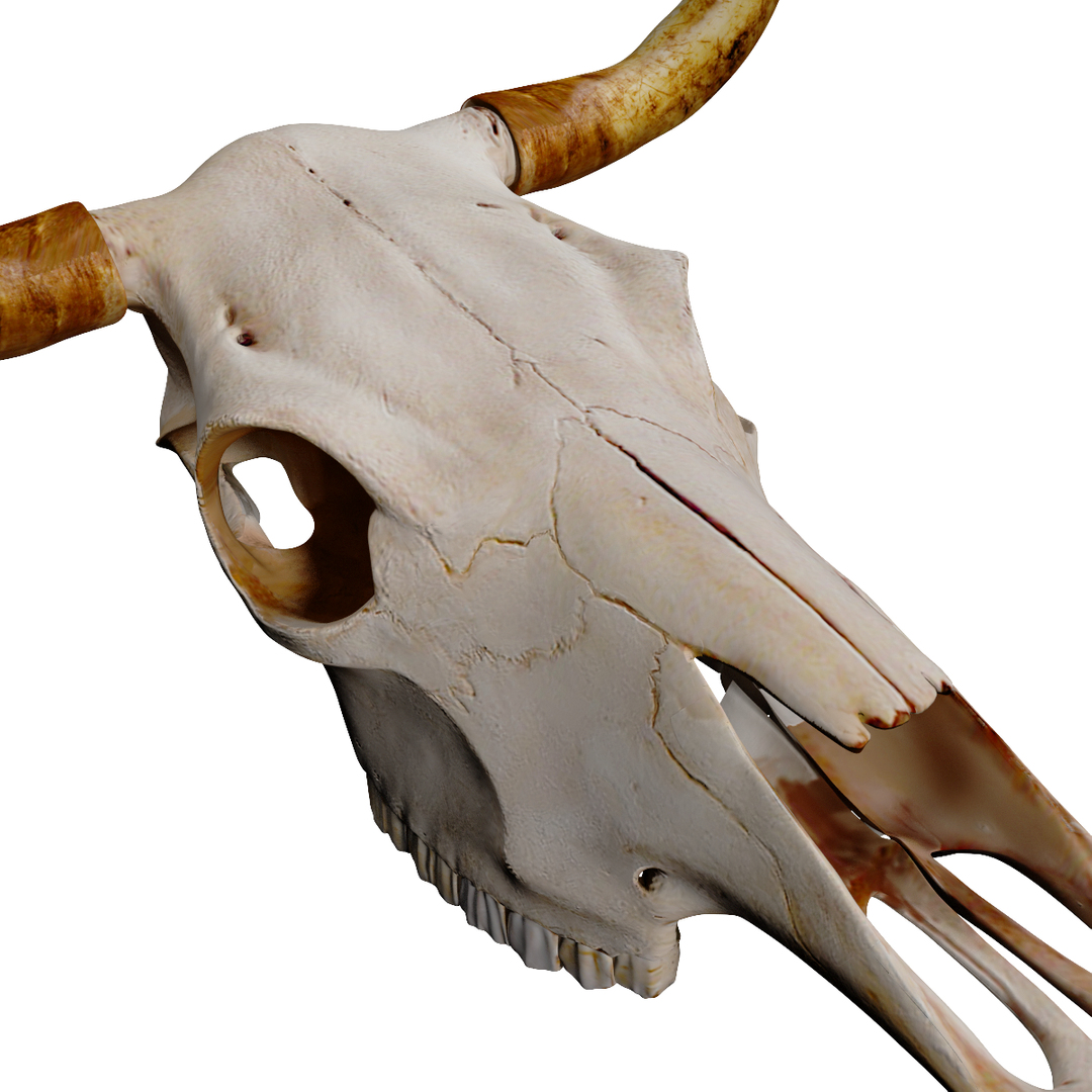 3d bull skull model