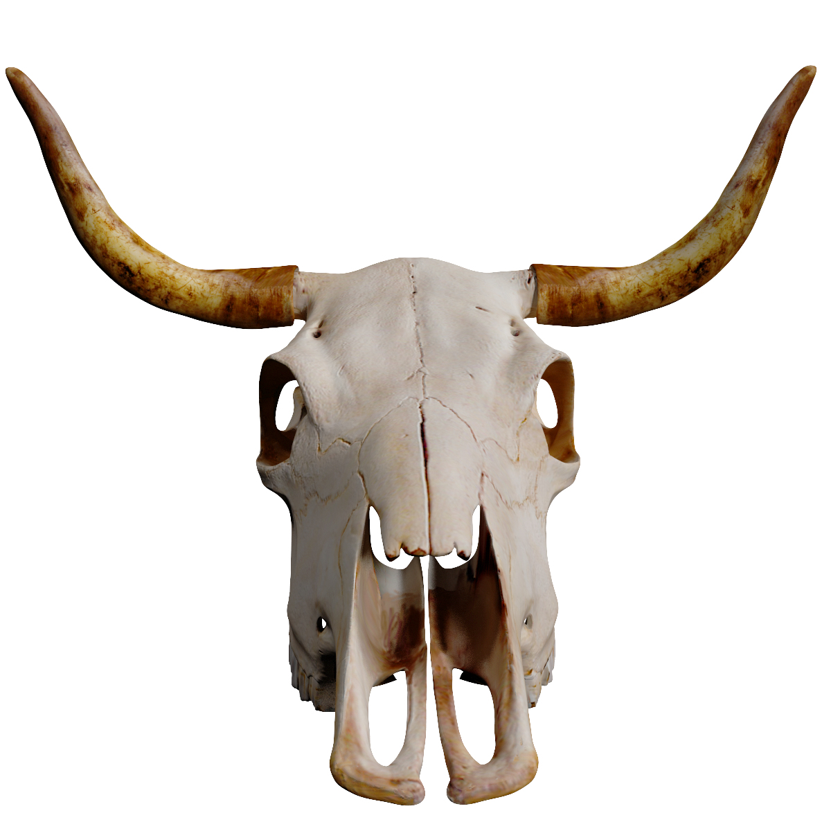 3d bull skull model