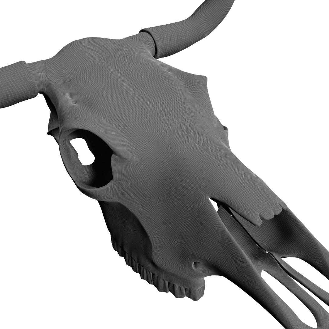 3d bull skull model