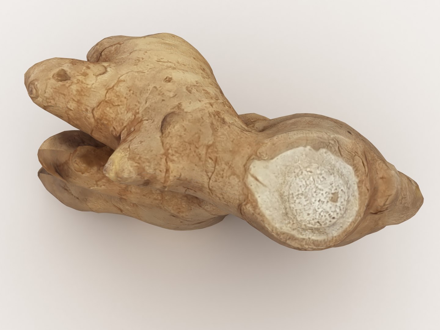 3D Scan Ginger Model - TurboSquid 1449660