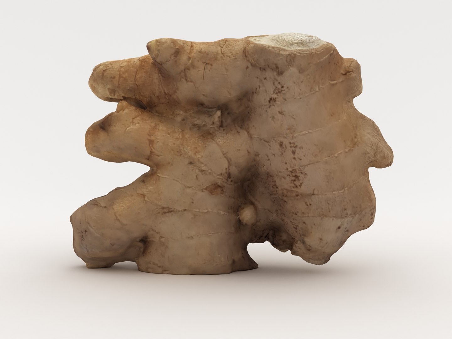 3D Scan Ginger Model - TurboSquid 1449660
