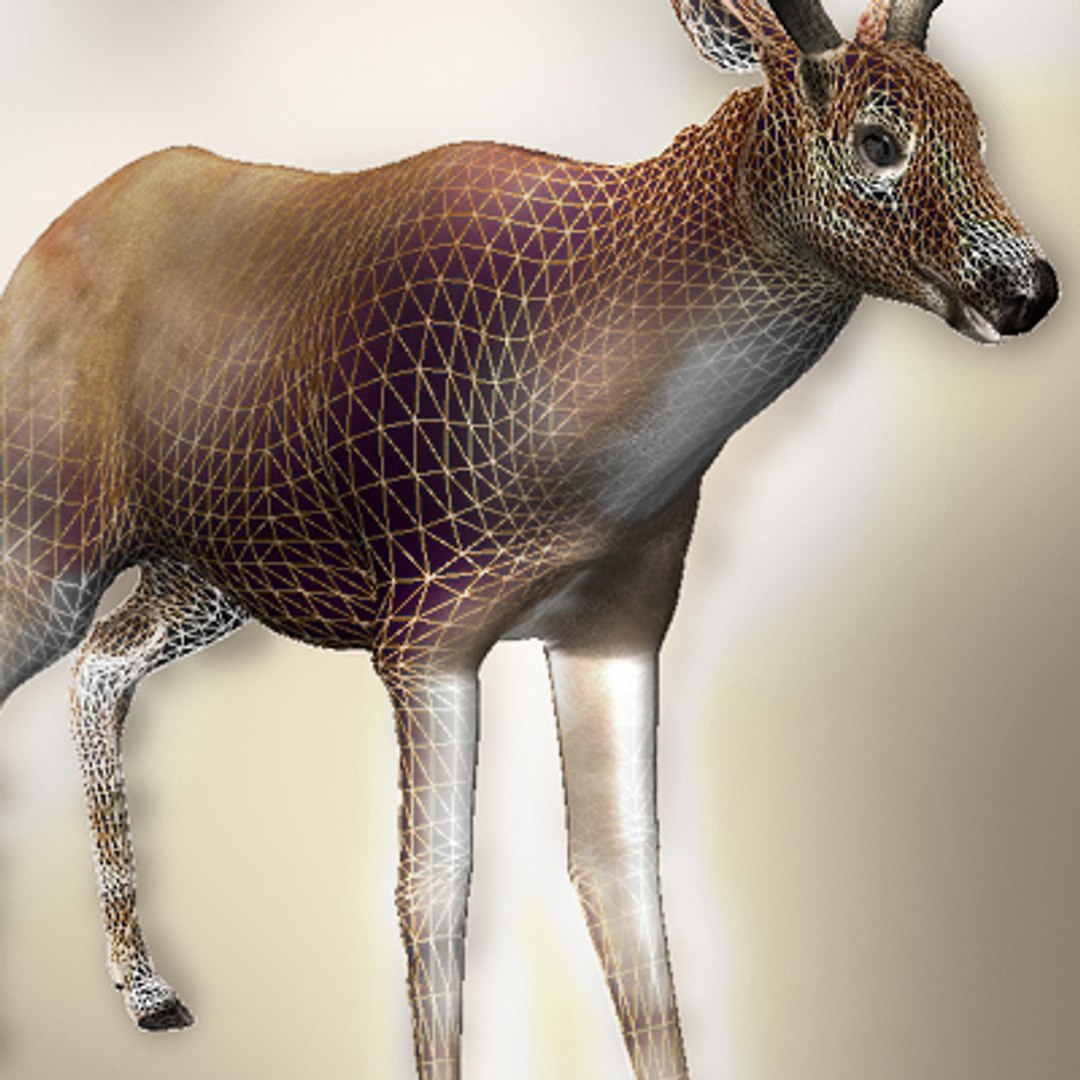 Lightwave 0 Doe Deer