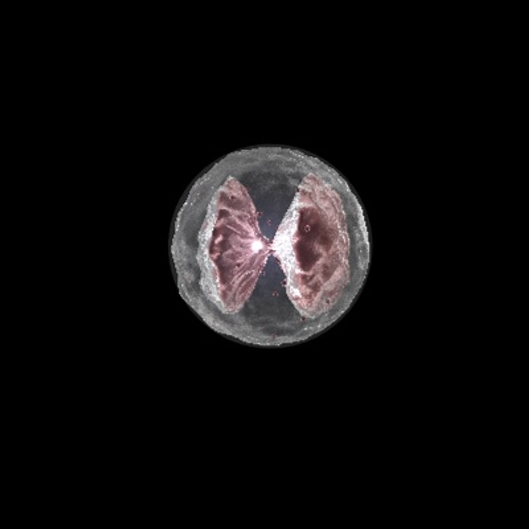 Cinema4d Basophil Medical