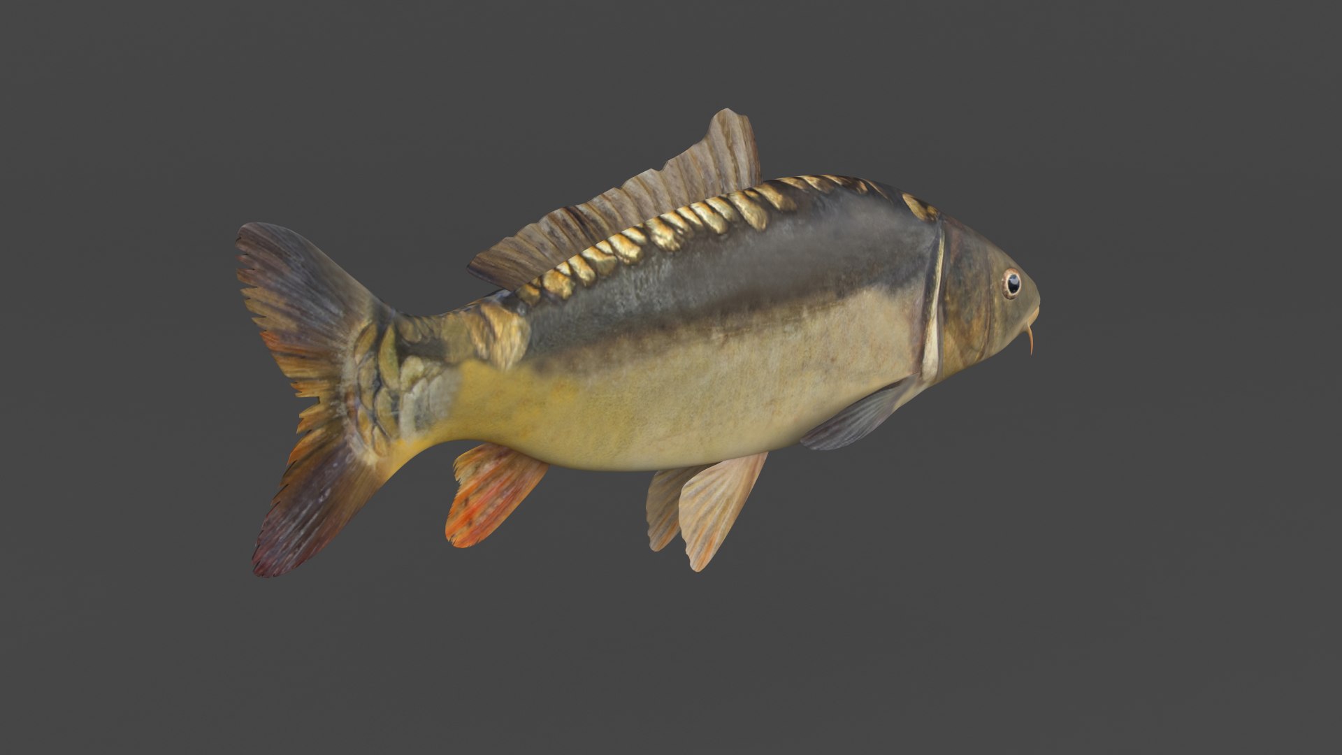 3D Fish Collection Model - TurboSquid 2115943