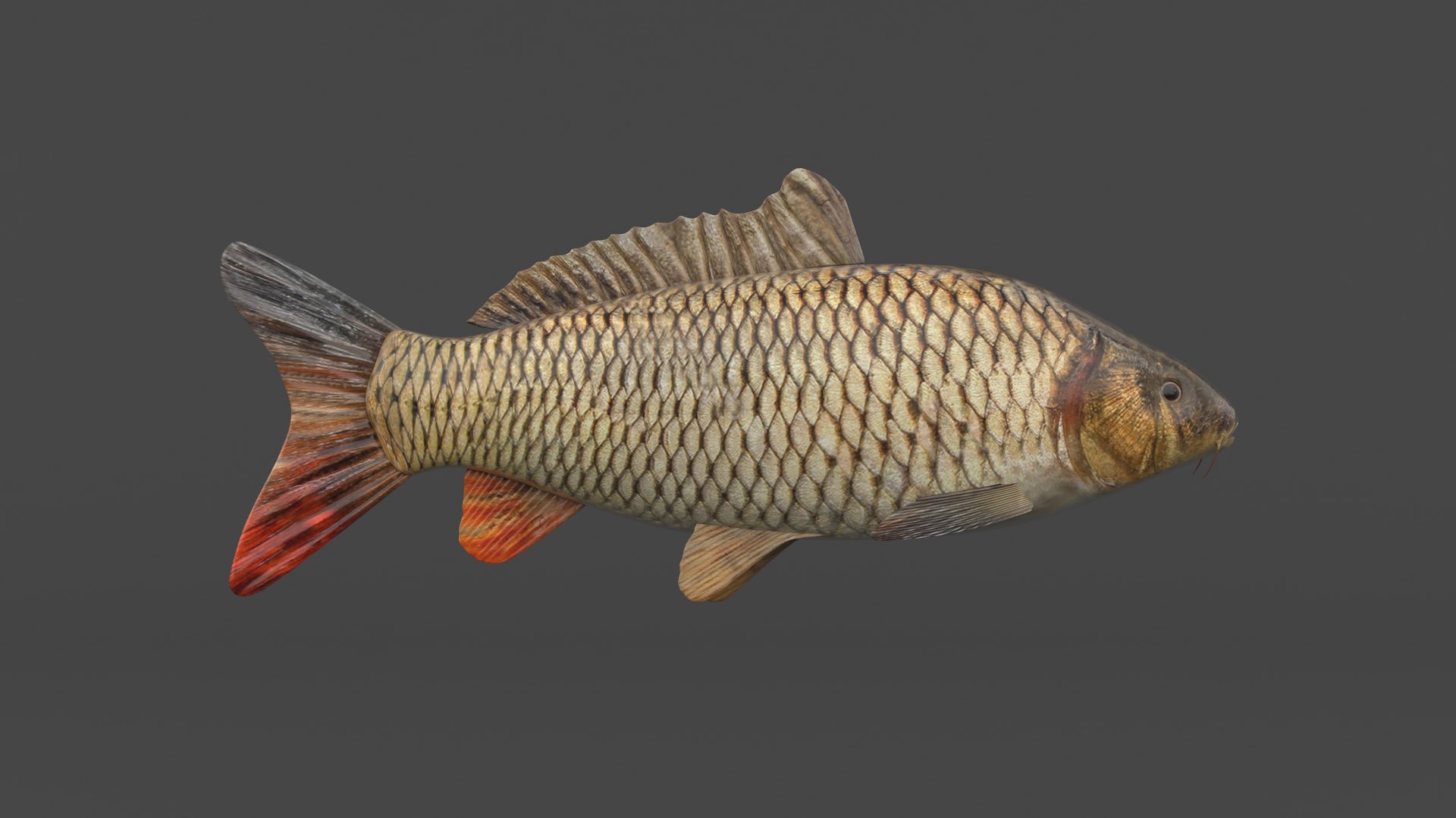 3D Fish Collection Model - TurboSquid 2115943