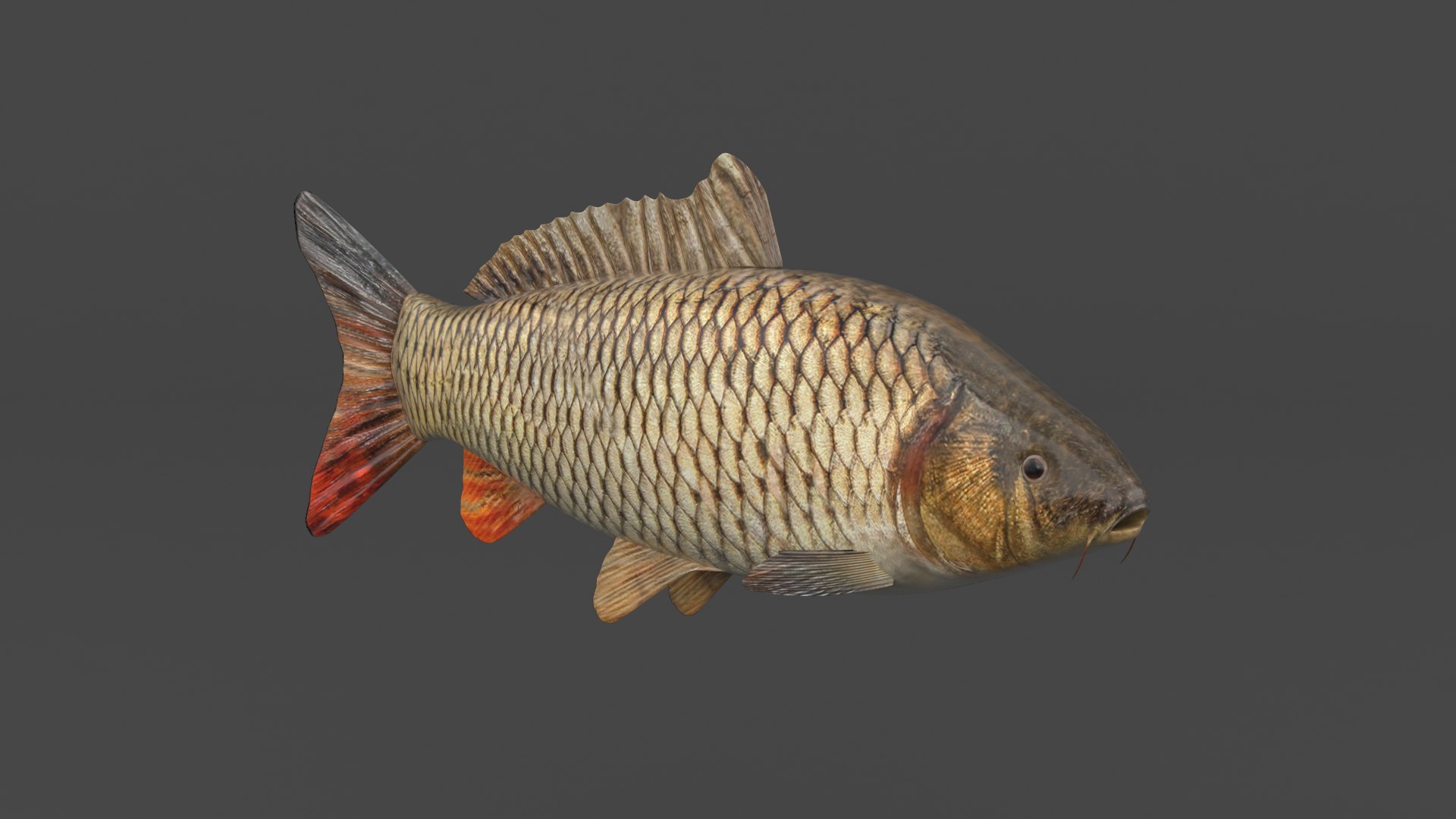 3D Fish Collection Model - TurboSquid 2115943