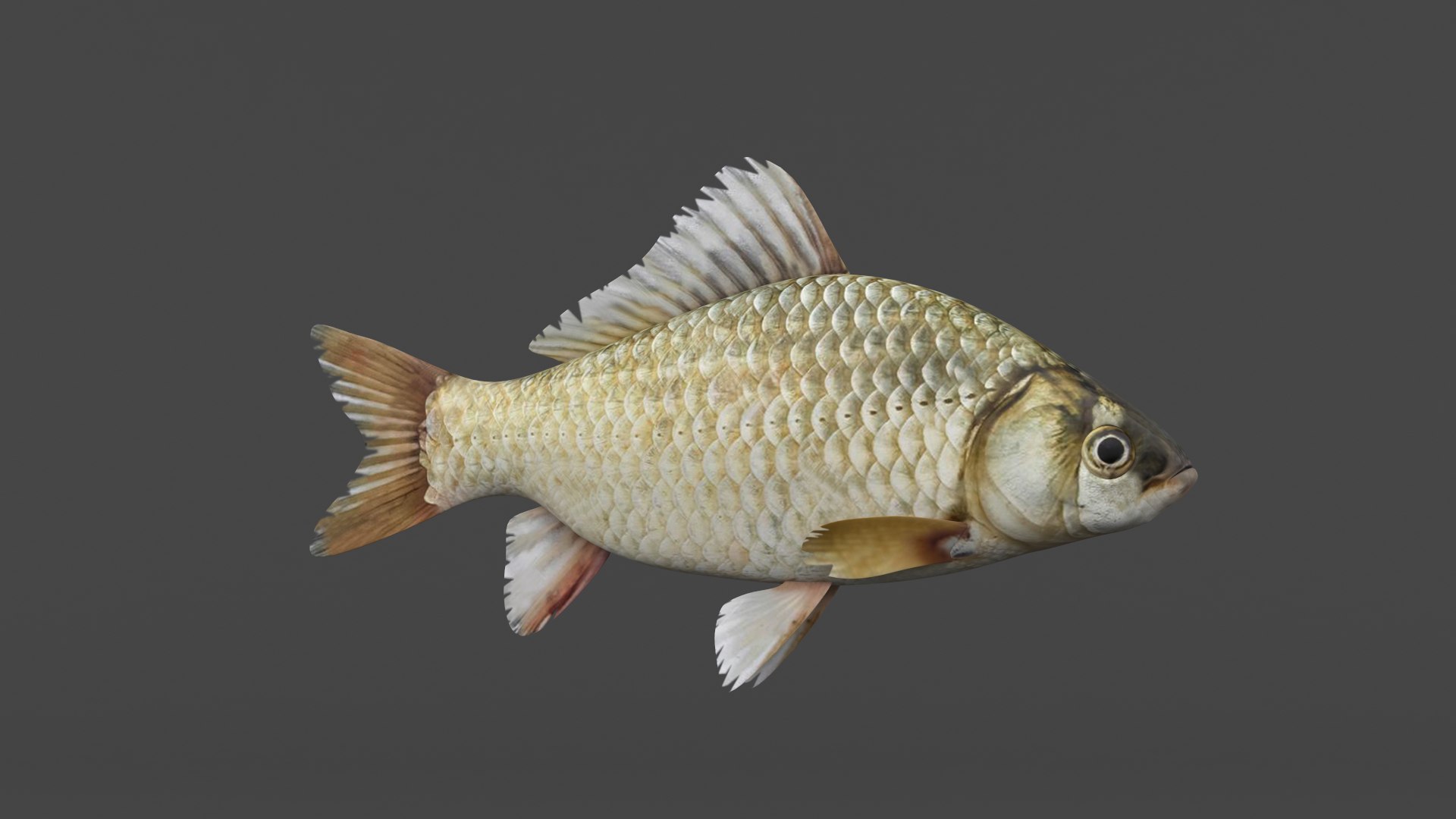 3D Fish Collection Model - TurboSquid 2115943