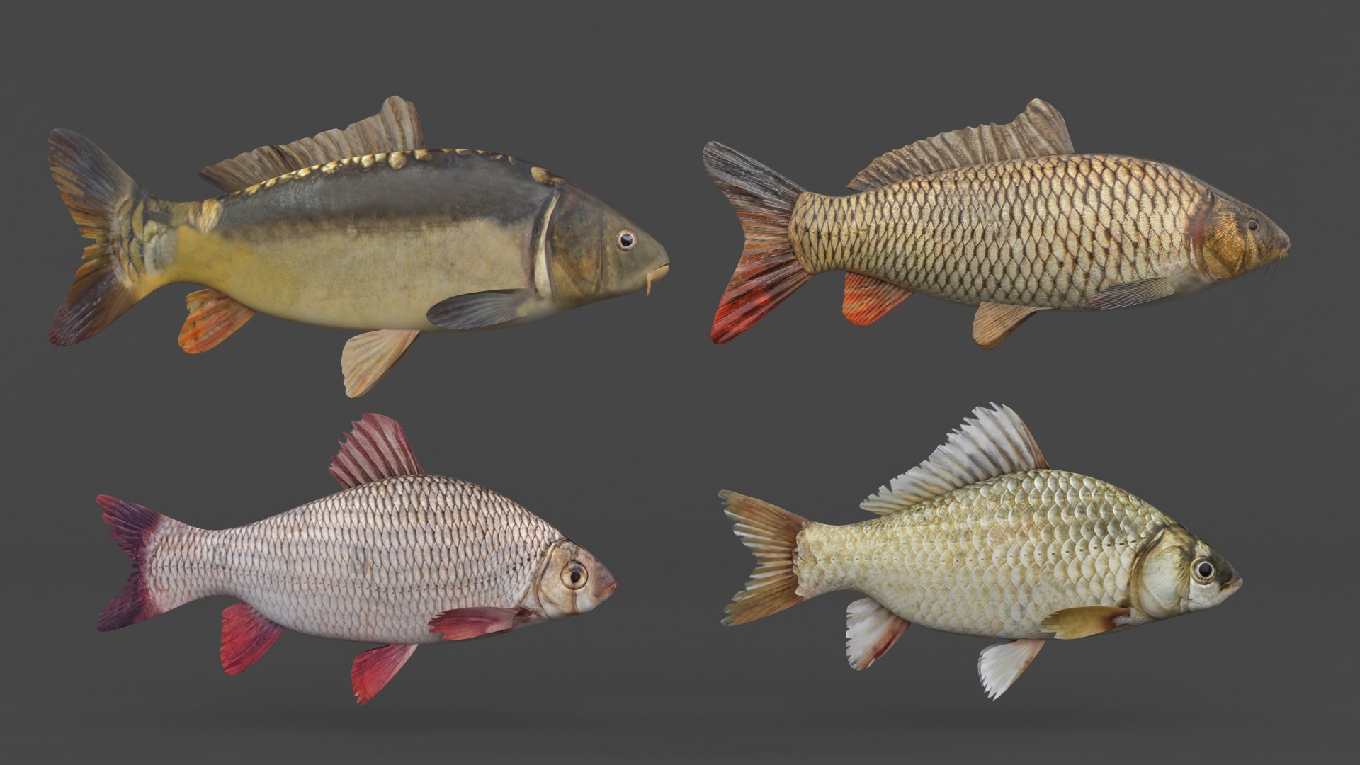 3D Fish Collection model - TurboSquid 2115943