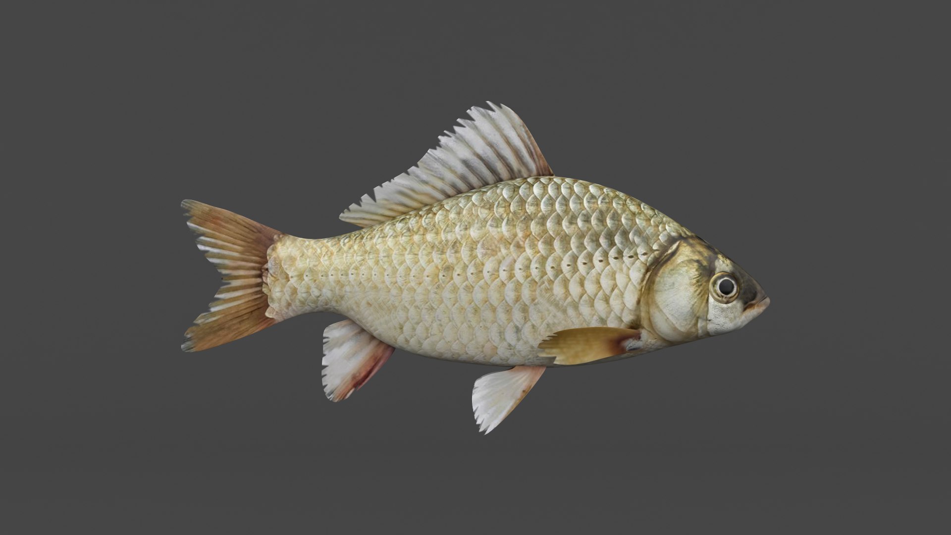 3D Fish Collection Model - TurboSquid 2115943