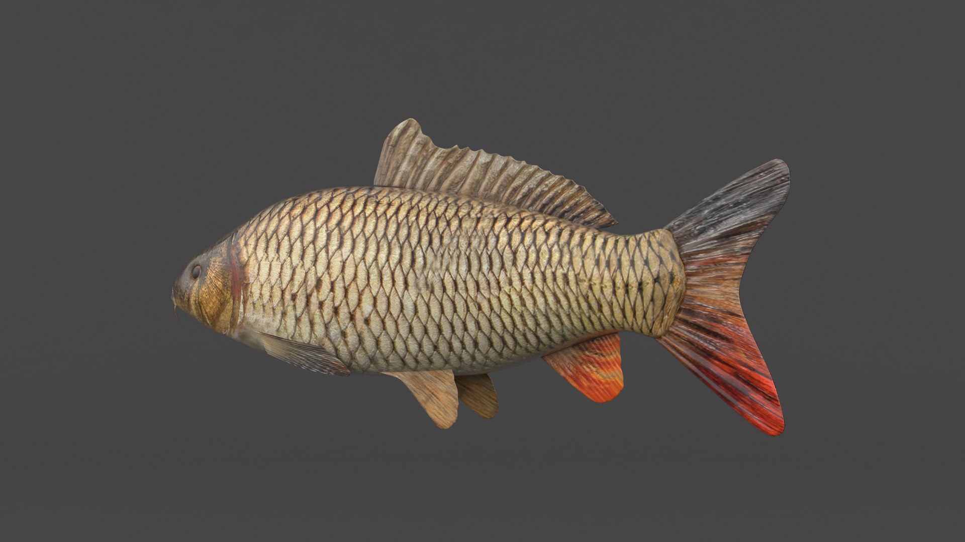 3D Fish Collection model - TurboSquid 2115943