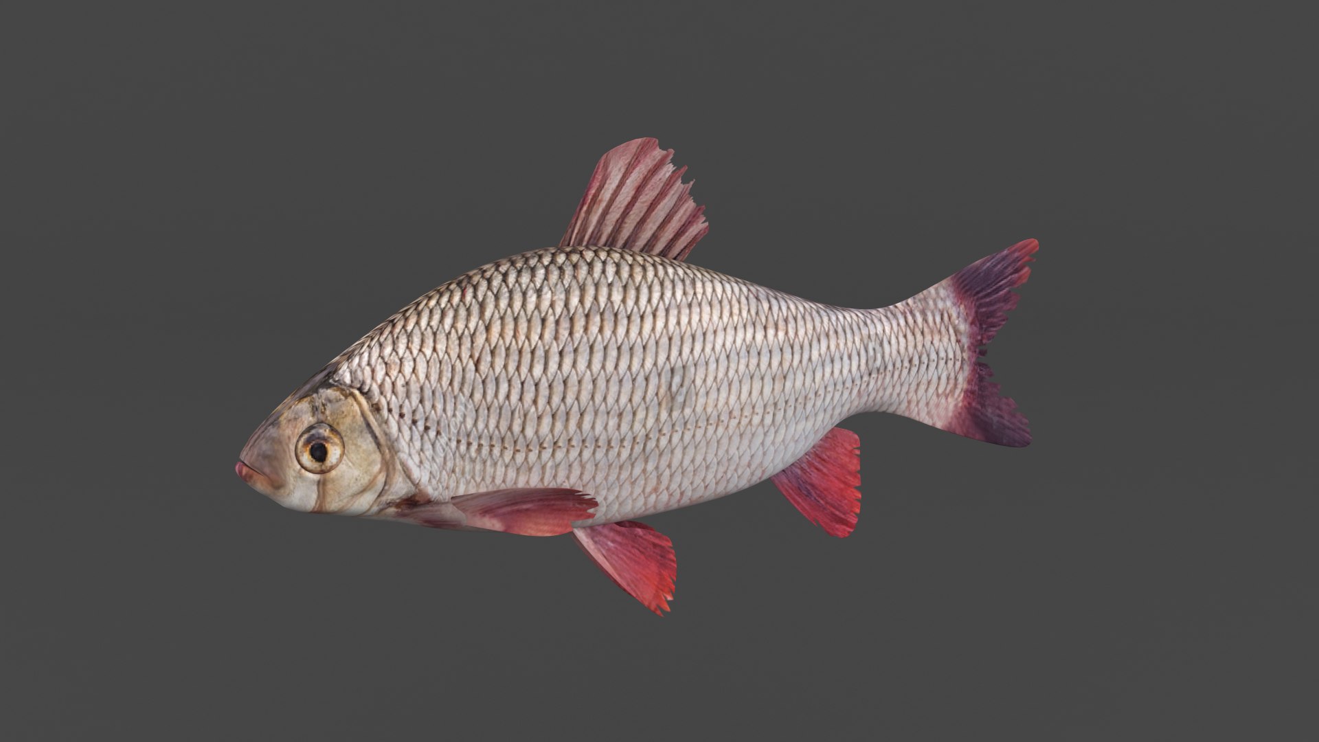 3D Fish Collection Model - TurboSquid 2115943