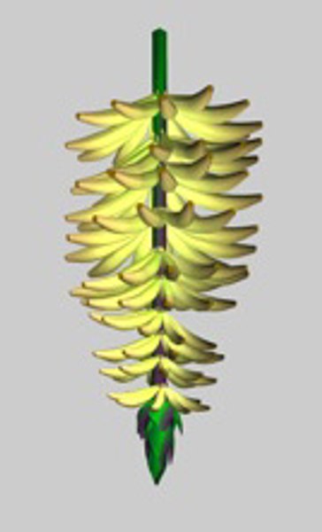 tropical banana tree 3d model
