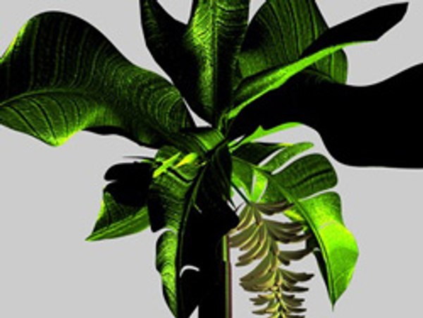 tropical banana tree 3d model