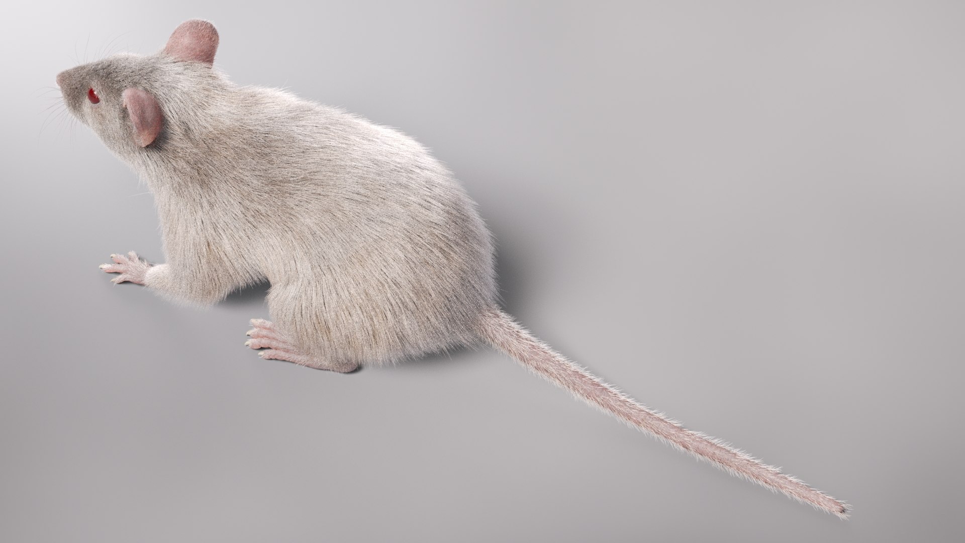 3D white mouse fur hair model - TurboSquid 1671898