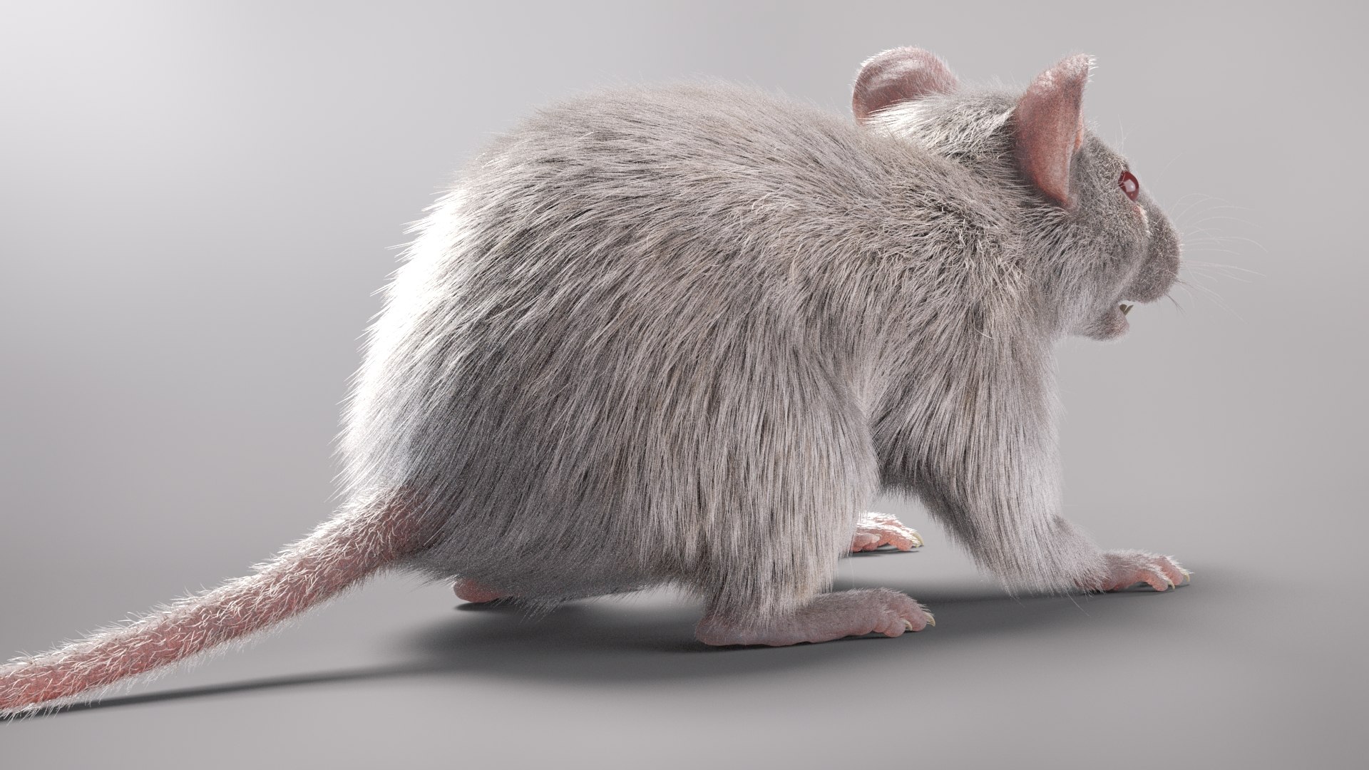 3D white mouse fur hair model - TurboSquid 1671898