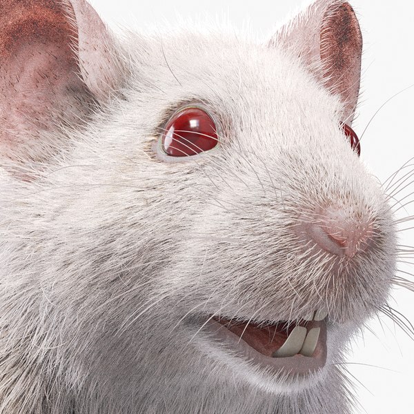 3D house mouse fur hair model - TurboSquid 1671870