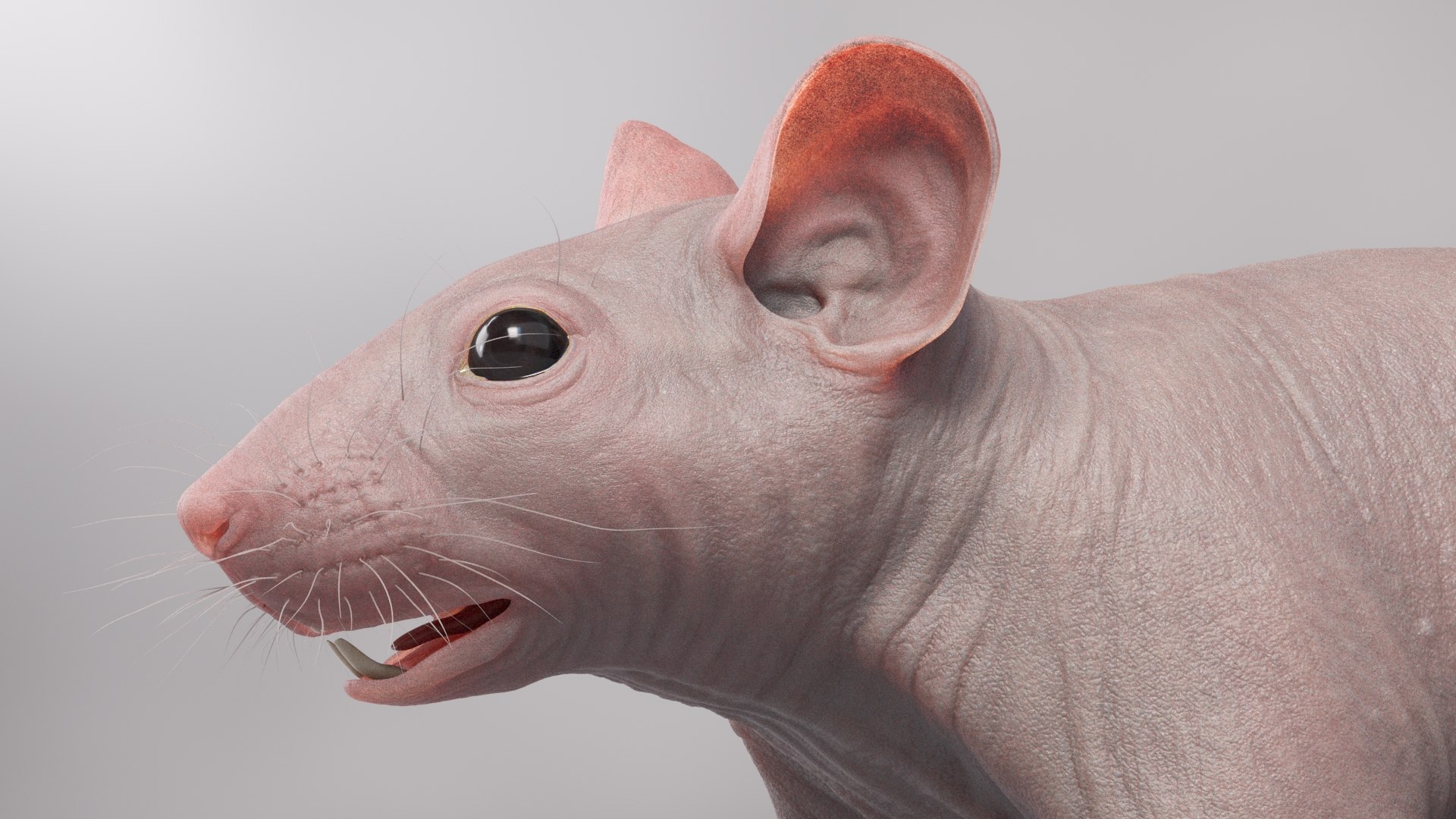 3D white mouse fur hair model - TurboSquid 1671898