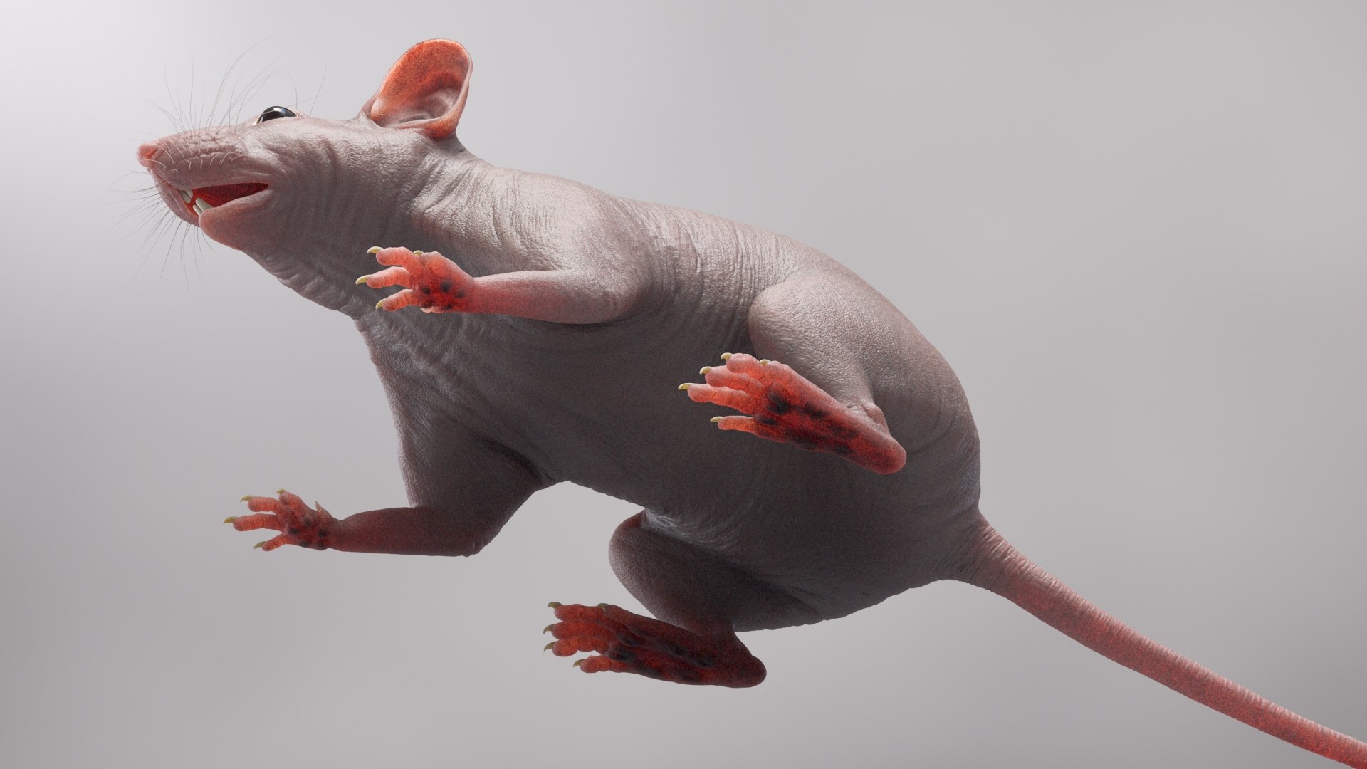 3D white mouse fur hair model - TurboSquid 1671898