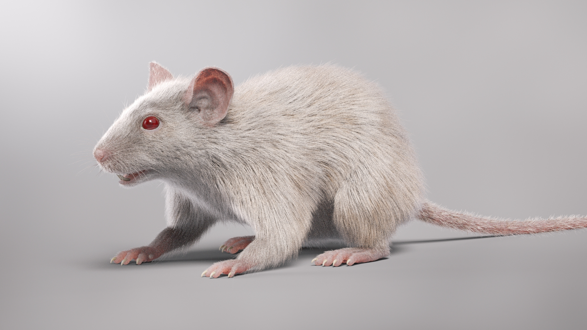 3D White Mouse Fur Hair Model - TurboSquid 1671898