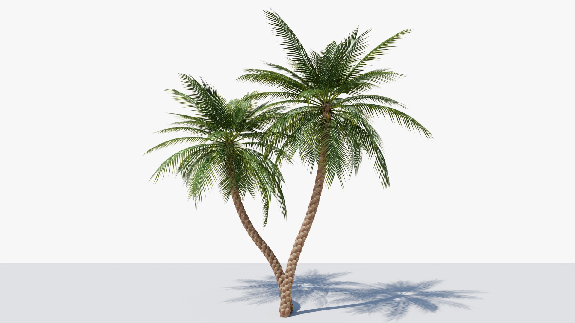 3D Date Palm v5 model - TurboSquid 2015847