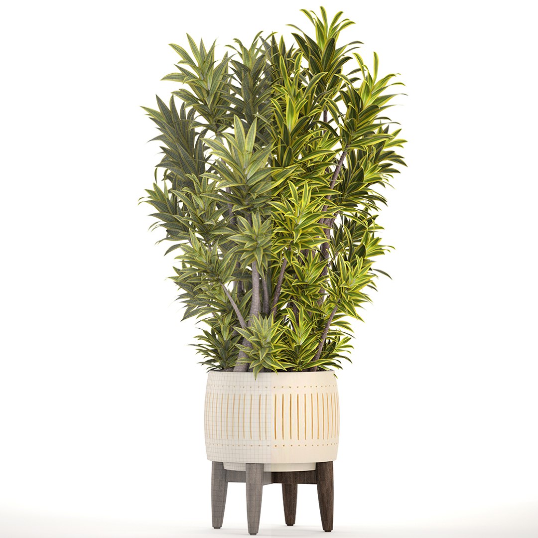Dracaena tree 3D model - TurboSquid 1271777