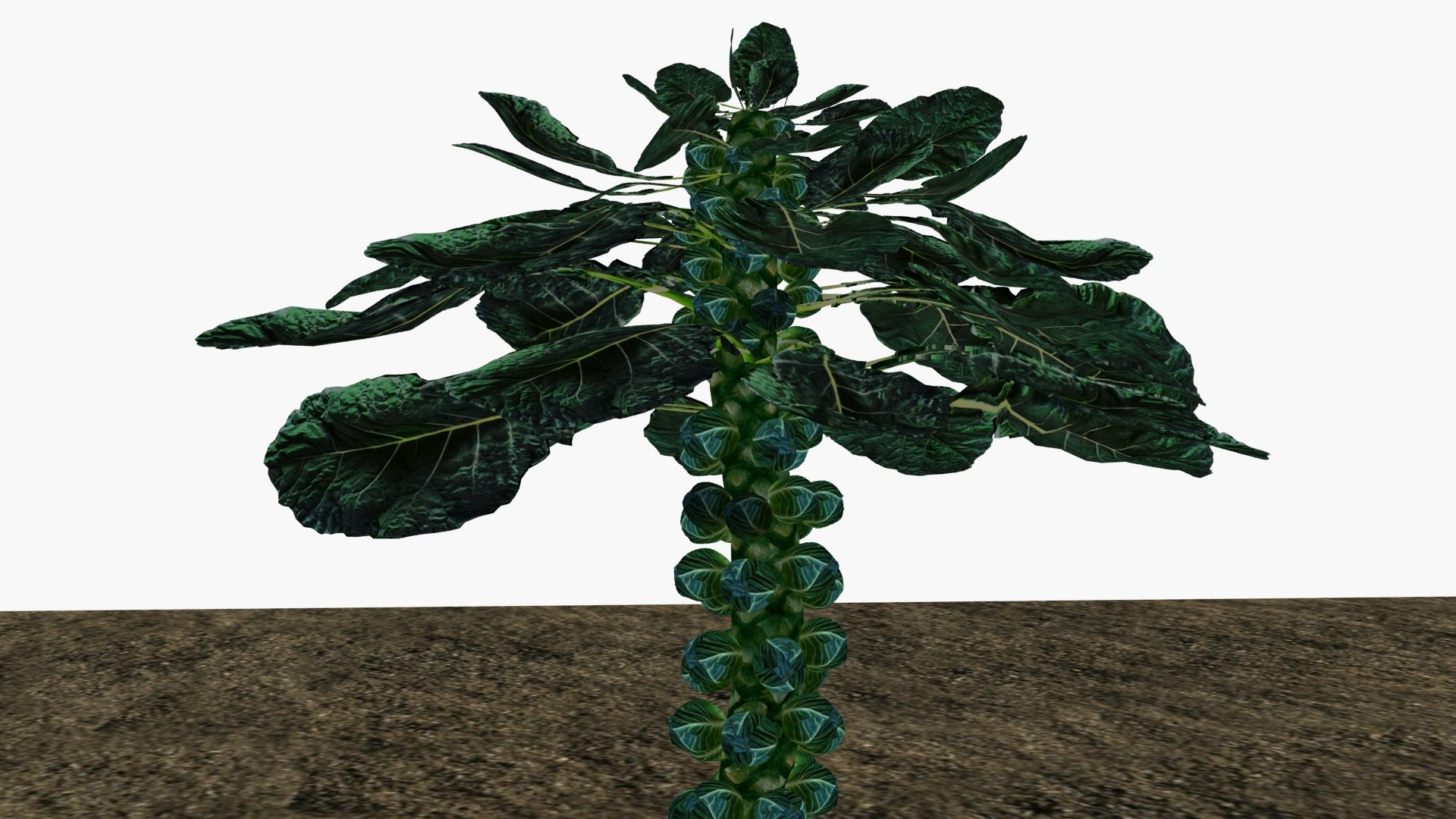 3D Model Brussel Sprouts - TurboSquid 1999460