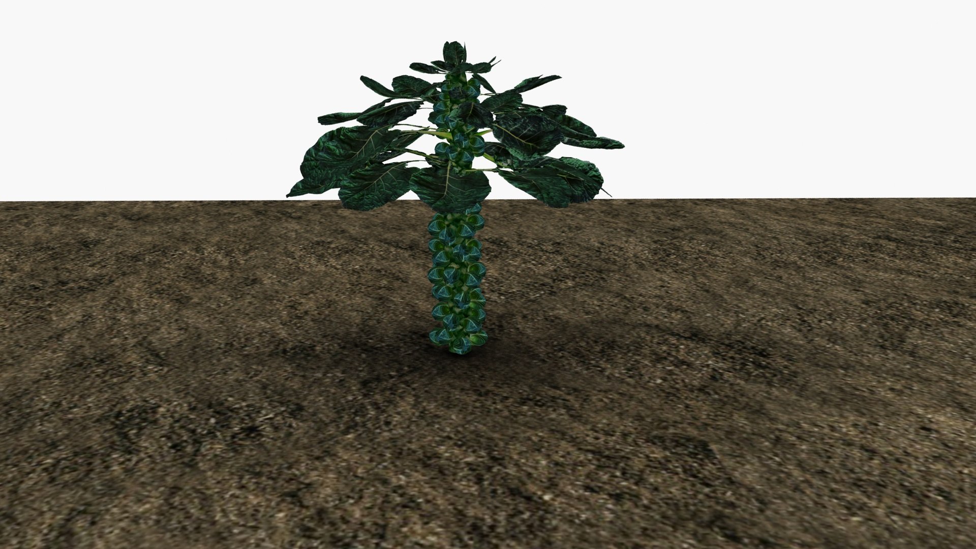 3D Model Brussel Sprouts - TurboSquid 1999460