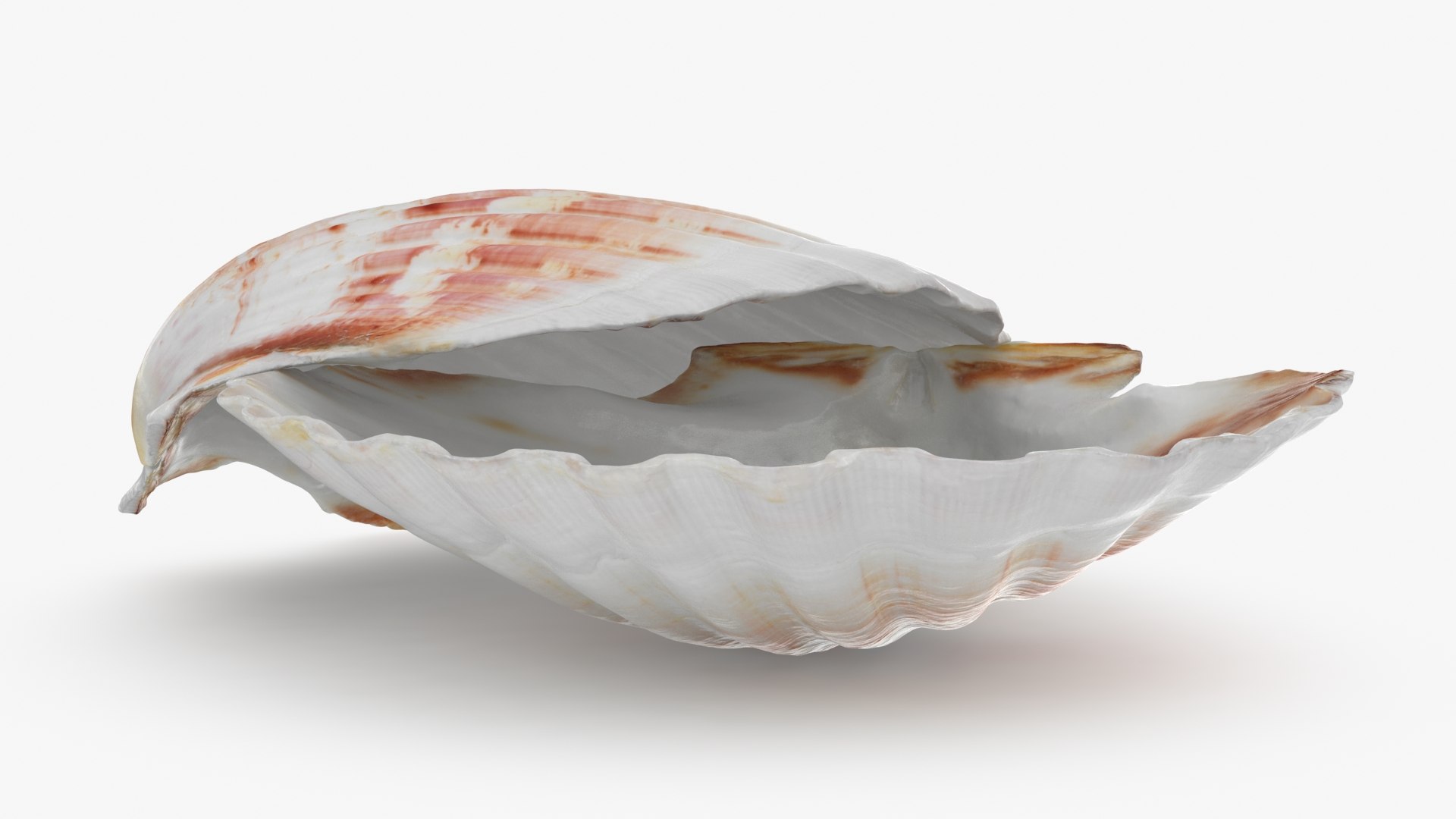 3D Clam Shell 04 Pose 2 Model - TurboSquid 2266433