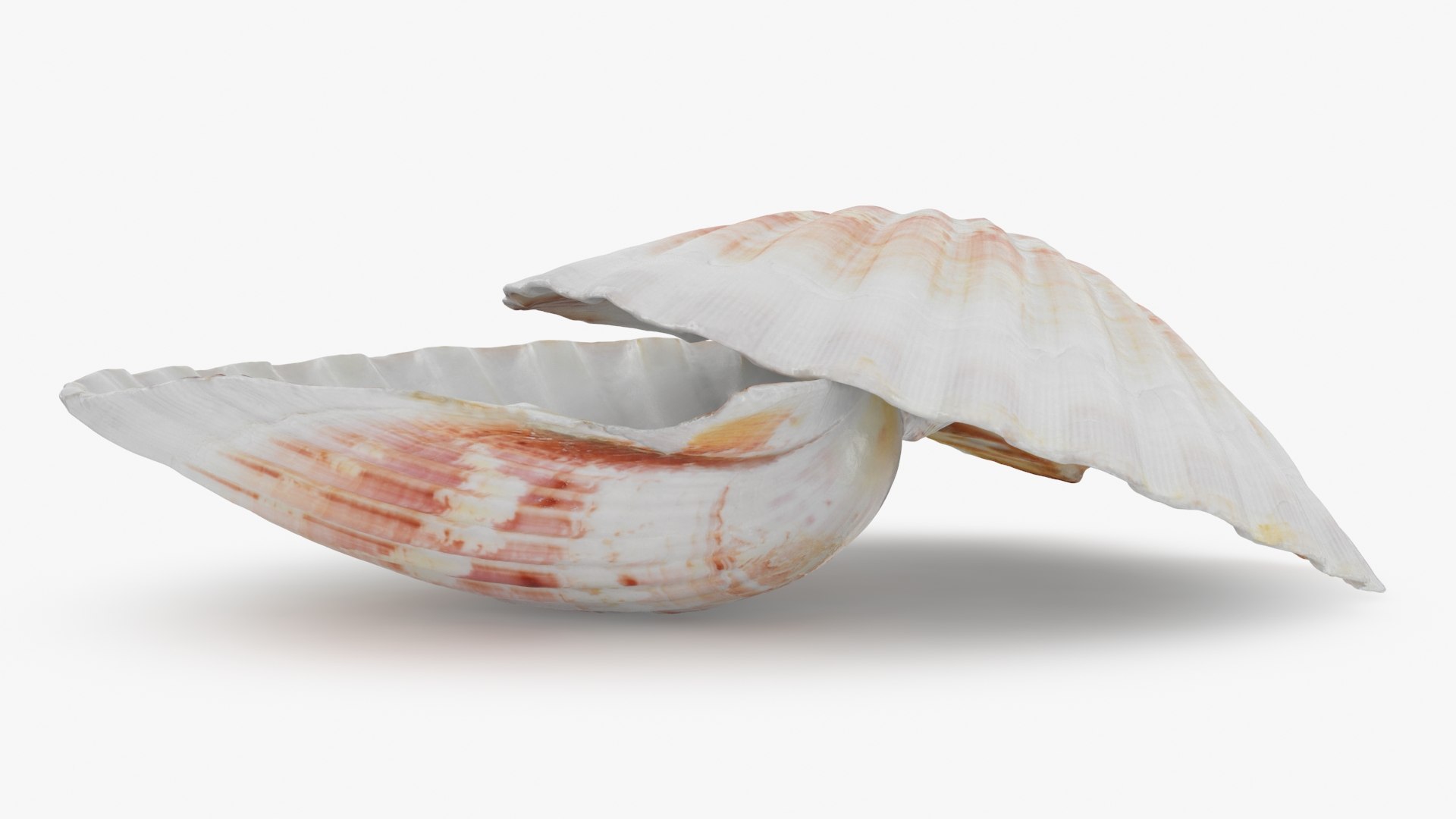 3D Clam Shell 04 Pose 2 Model - TurboSquid 2266433