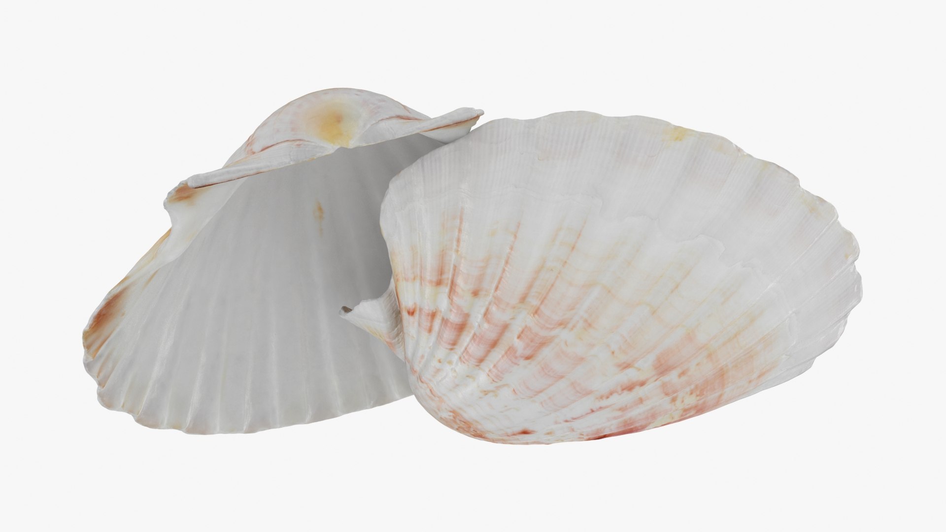 3D Clam Shell 04 Pose 2 Model - TurboSquid 2266433