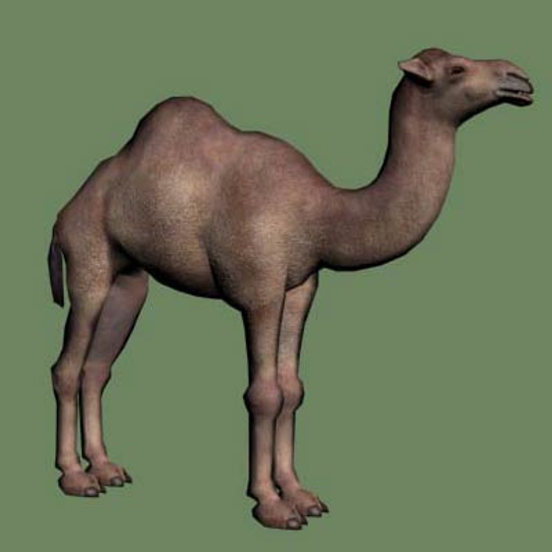 3d Dromedary Camel