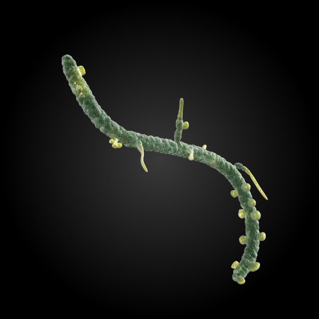 Max Microbes Micro Organisms