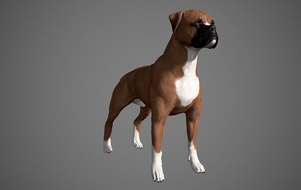 boxer dog real-time real time 3ds