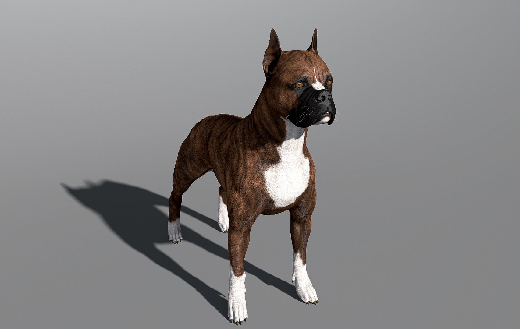 boxer dog real-time real time 3ds