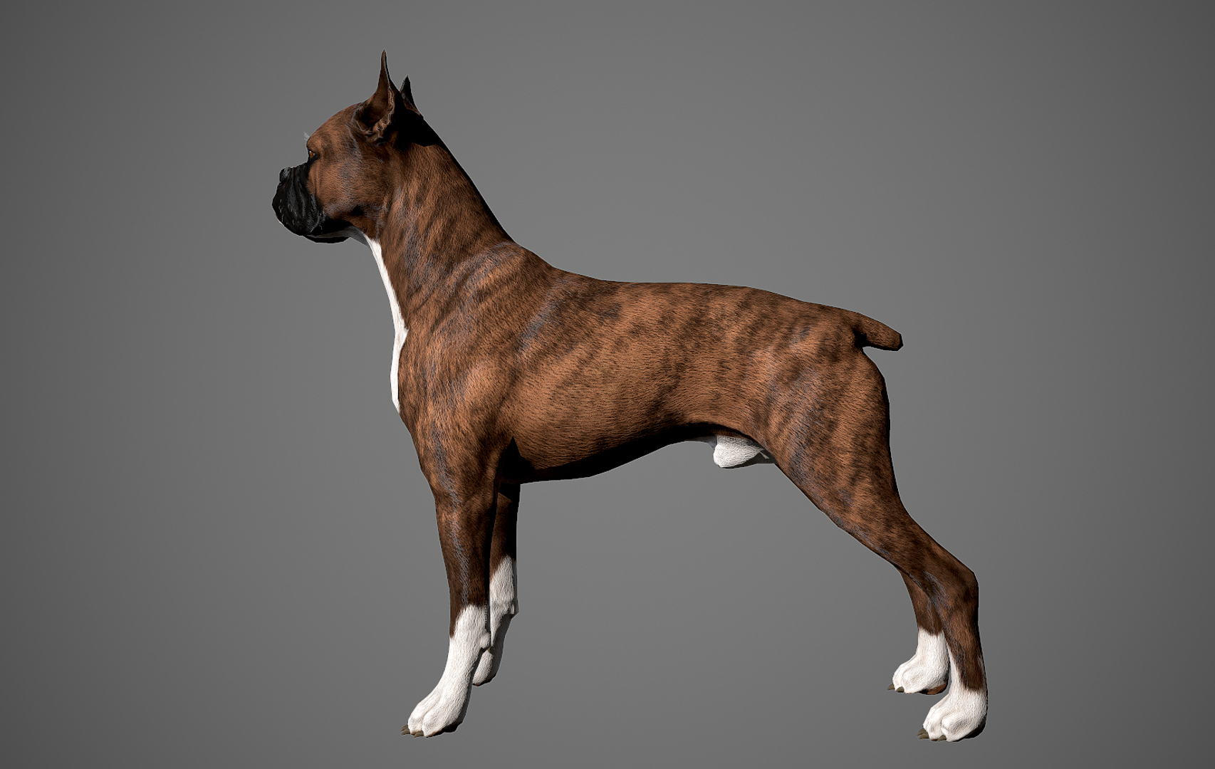 boxer dog real-time real time 3ds