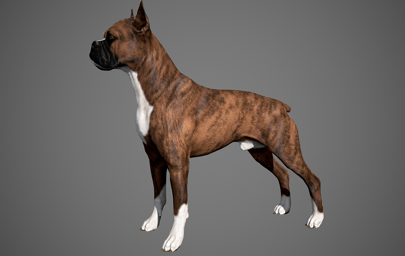 boxer dog real-time real time 3ds