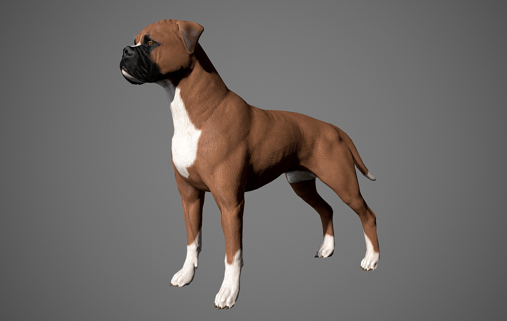 boxer dog real-time real time 3ds