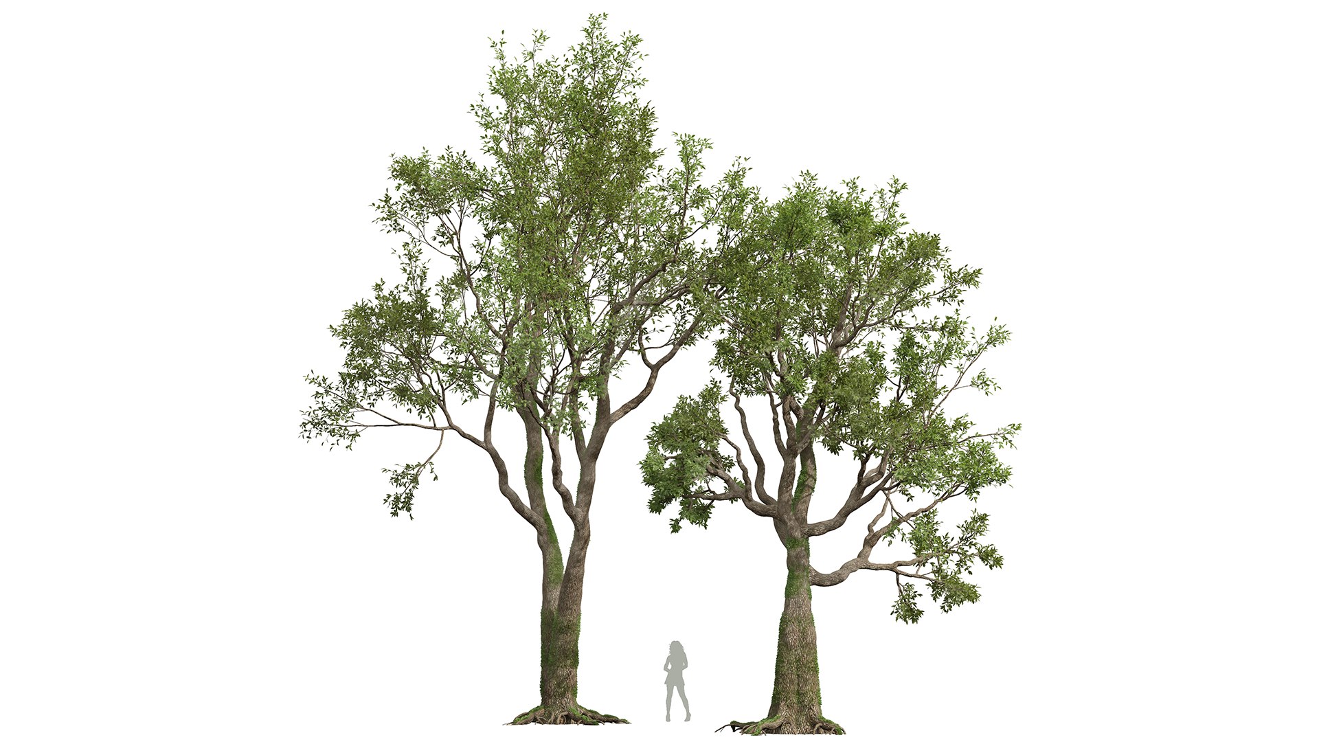 3D Angel Oak Live Tree02 Model - TurboSquid 2154228