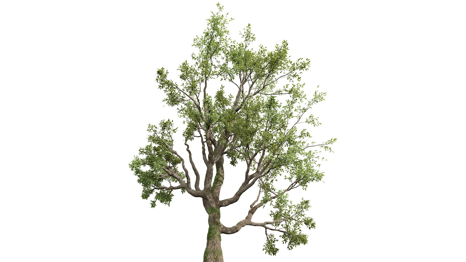 3D Angel Oak Live Tree02 Model - TurboSquid 2154228