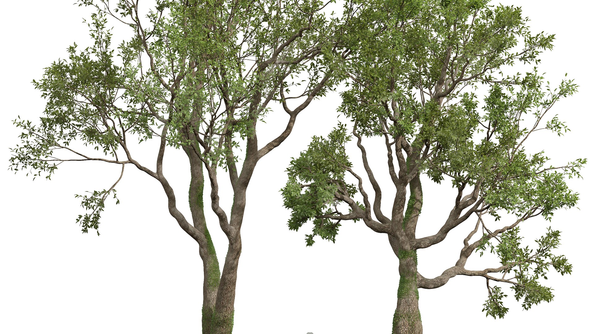 3D Angel Oak Live Tree02 Model - TurboSquid 2154228