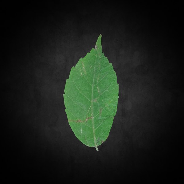 Low Poly Leaf 042 3D - TurboSquid 1852399